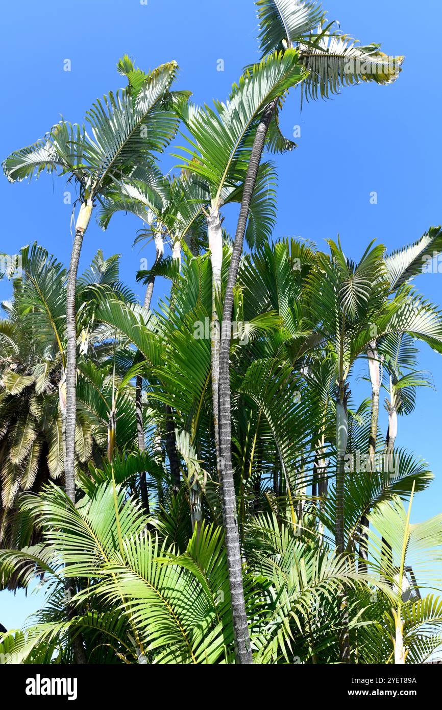 Golden cane palm (Chrysalidocarpus lutescens or Dypsis lutescens) is a ...