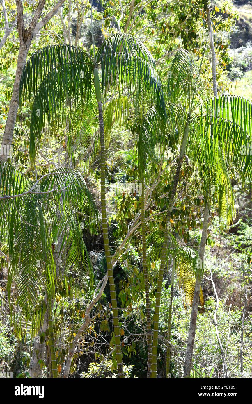 Dypsis onilahensis is a palm endemic to south Madagascar. This photp ...