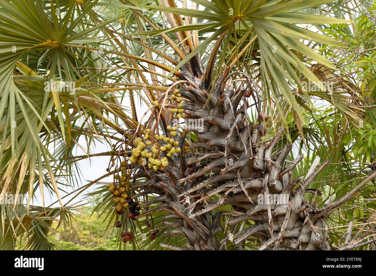 Lala palm (Hyphaene coriacea) is a palm native to eastern and southern ...