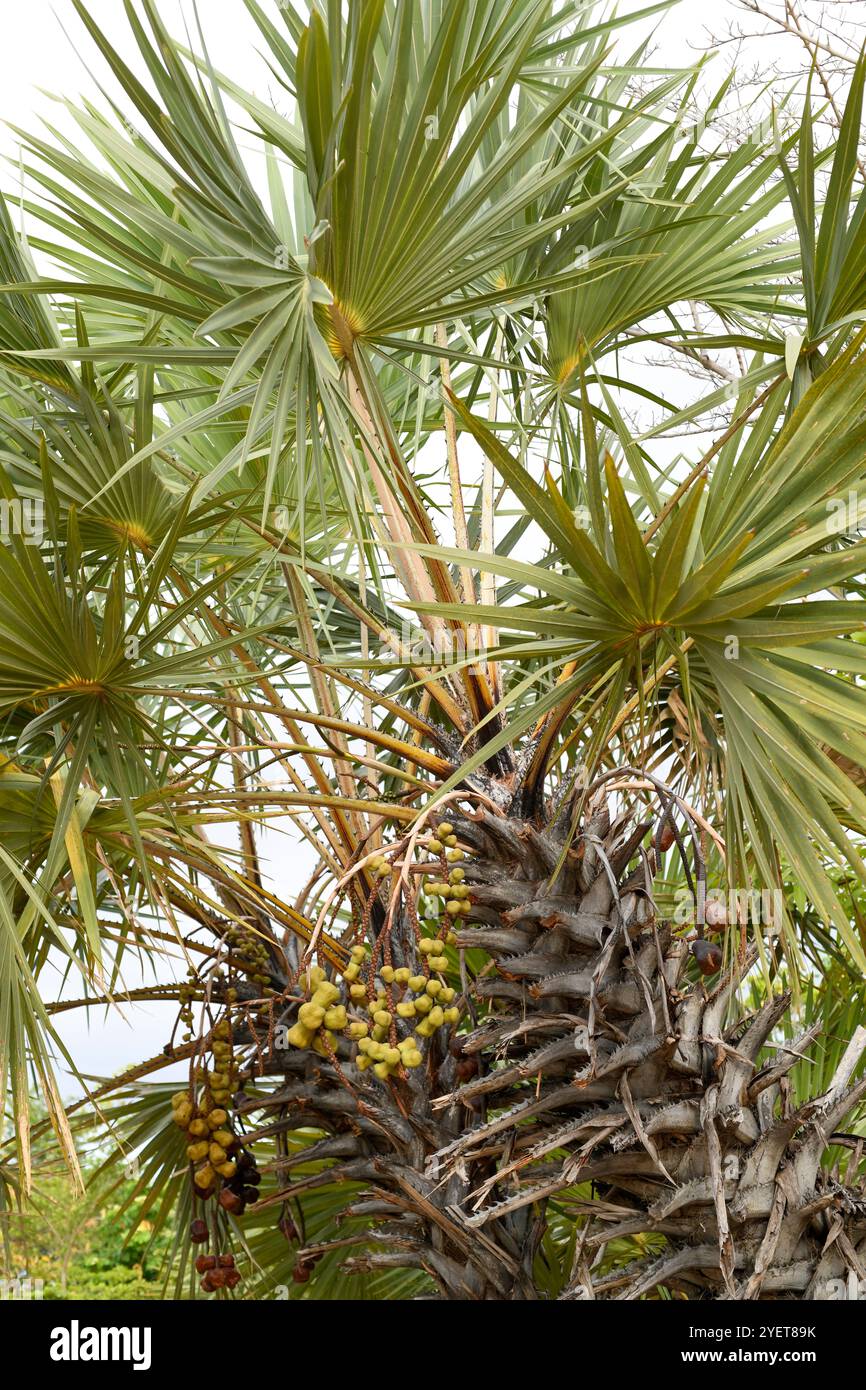 Lala palm (Hyphaene coriacea) is a palm native to eastern and southern ... Lala palm (Hyphaene coriacea) is a palm native to eastern and southern ...