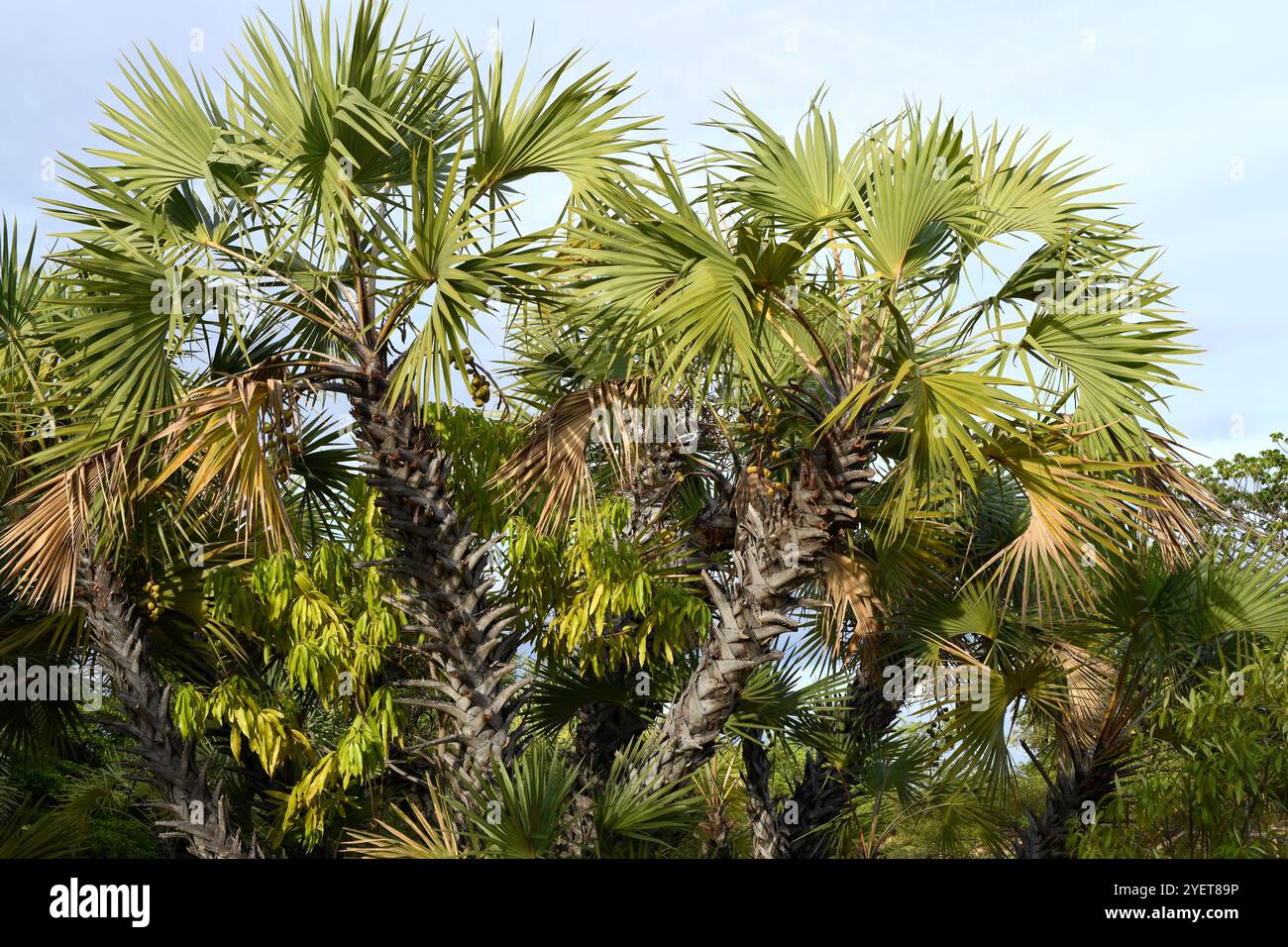Lala palm (Hyphaene coriacea) is a palm native to eastern and southern ...