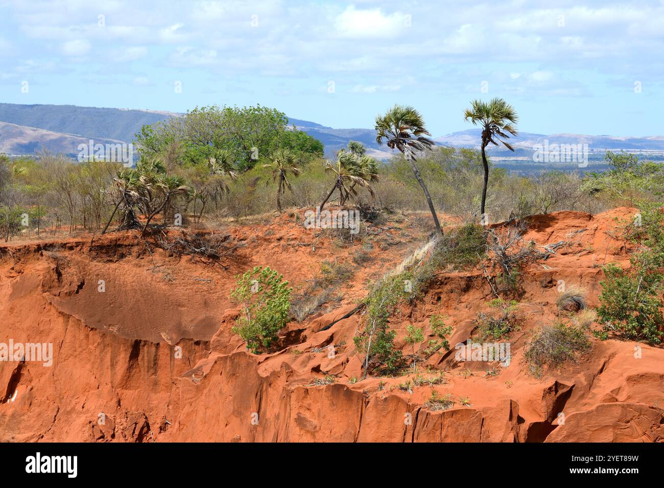 Lala palm (Hyphaene coriacea) is a palm native to eastern and southern ...