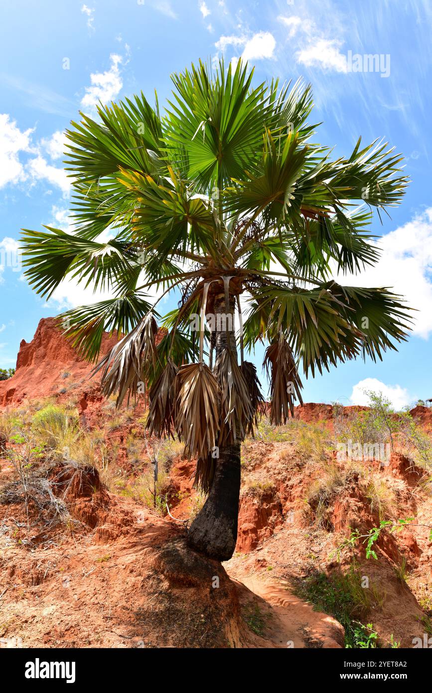 Lala palm (Hyphaene coriacea) is a palm native to eastern and southern ...