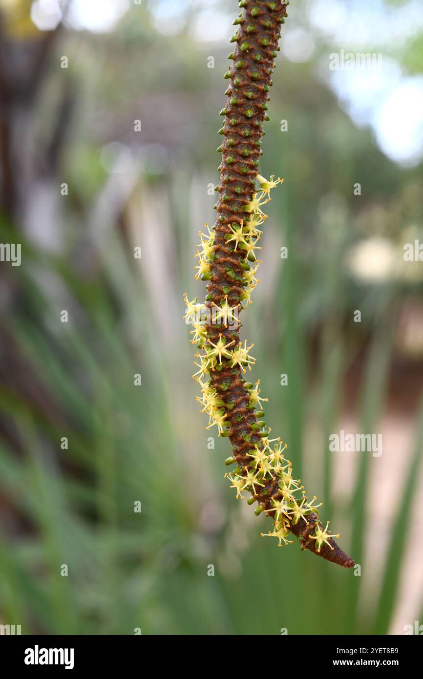 Lala palm (Hyphaene coriacea) is a palm native to eastern and southern ...