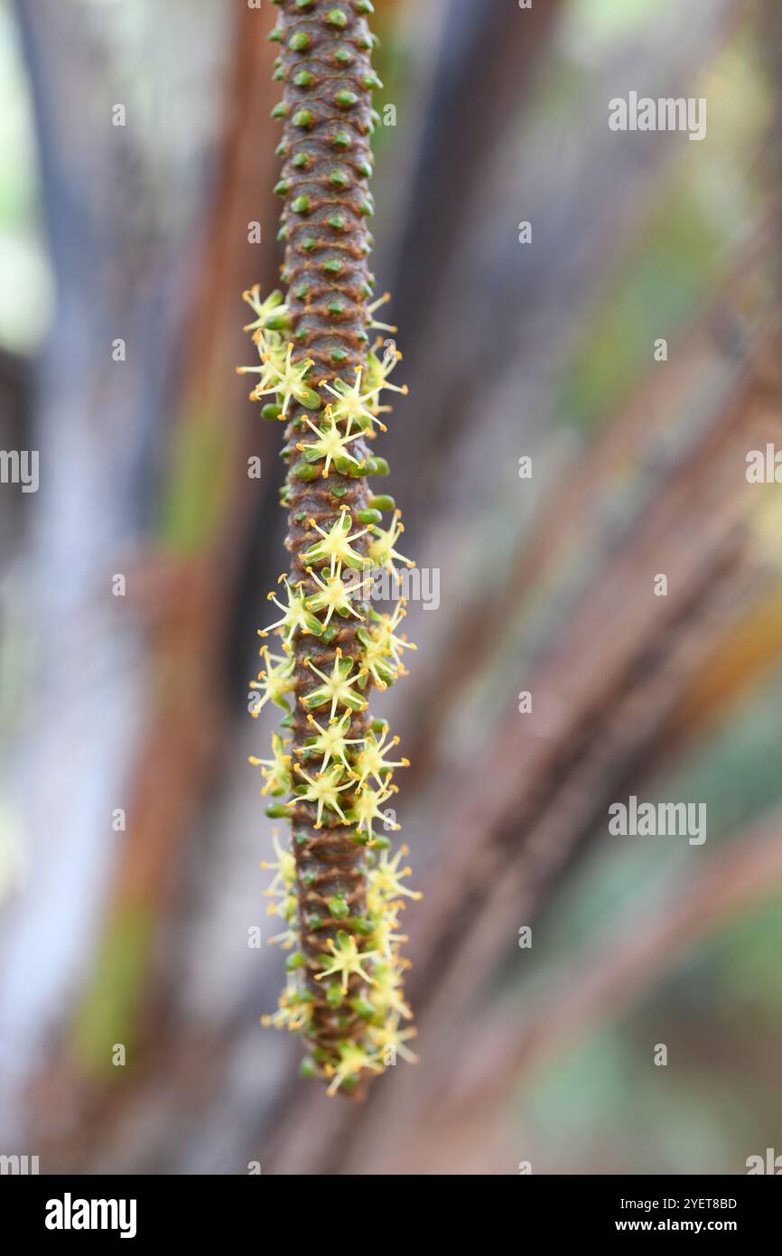 Lala palm (Hyphaene coriacea) is a palm native to eastern and southern ...