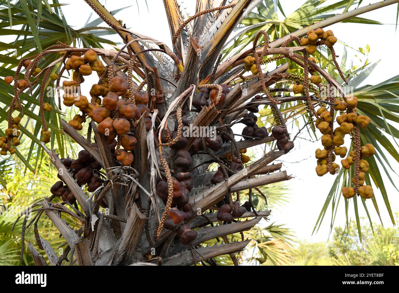 Lala palm (Hyphaene coriacea) is a palm native to eastern and southern ...