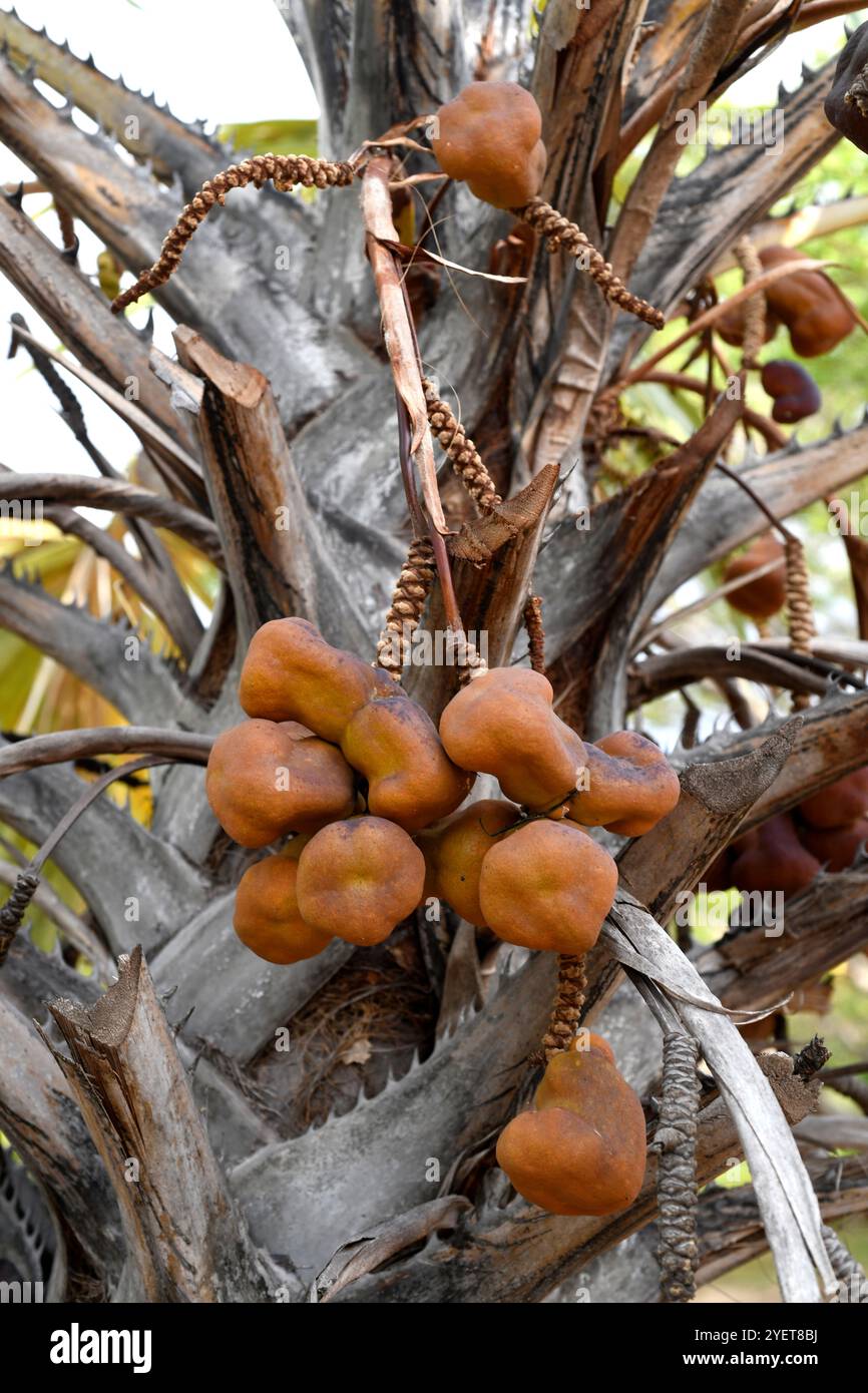 Lala palm (Hyphaene coriacea) is a palm native to eastern and southern ...