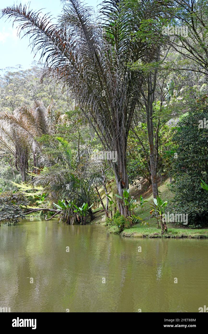 Raffia palm (Raphia farinifera) is a palm native to Africa. It is used ...