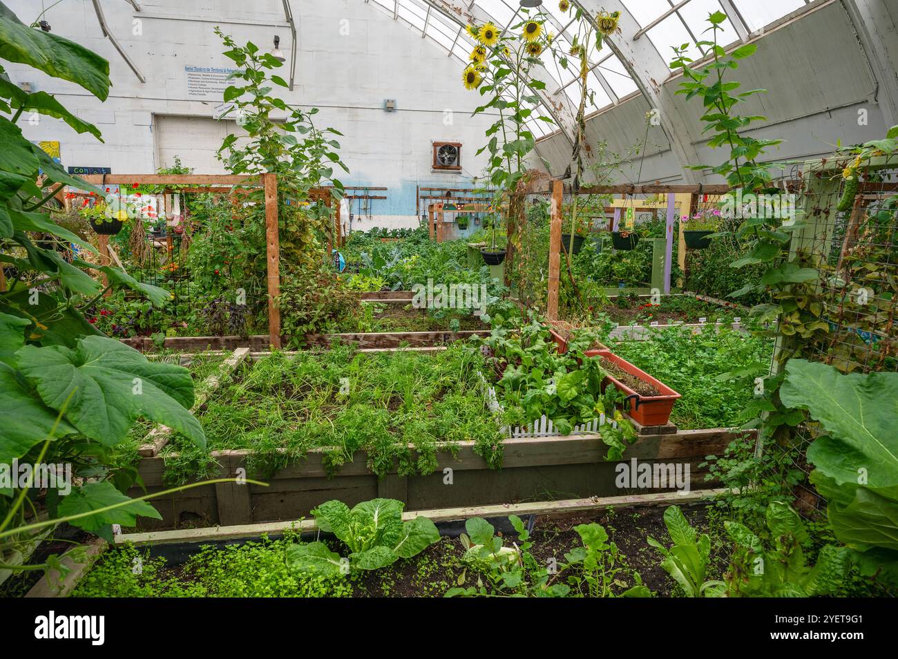 Interior of an Arctic community greenhouse in Inuvik, Northwest ...