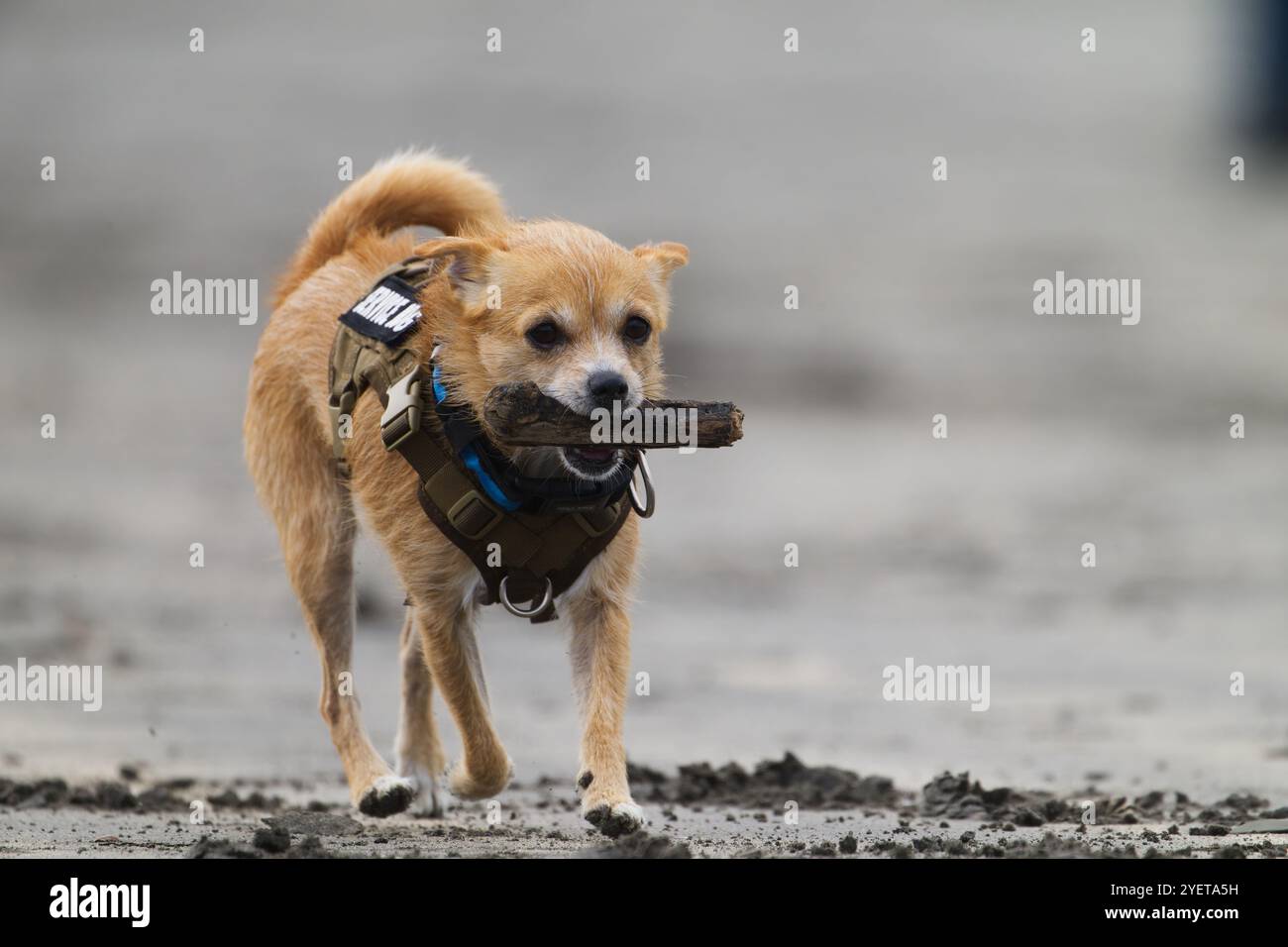 Dora and friends hi-res stock photography and images - Alamy