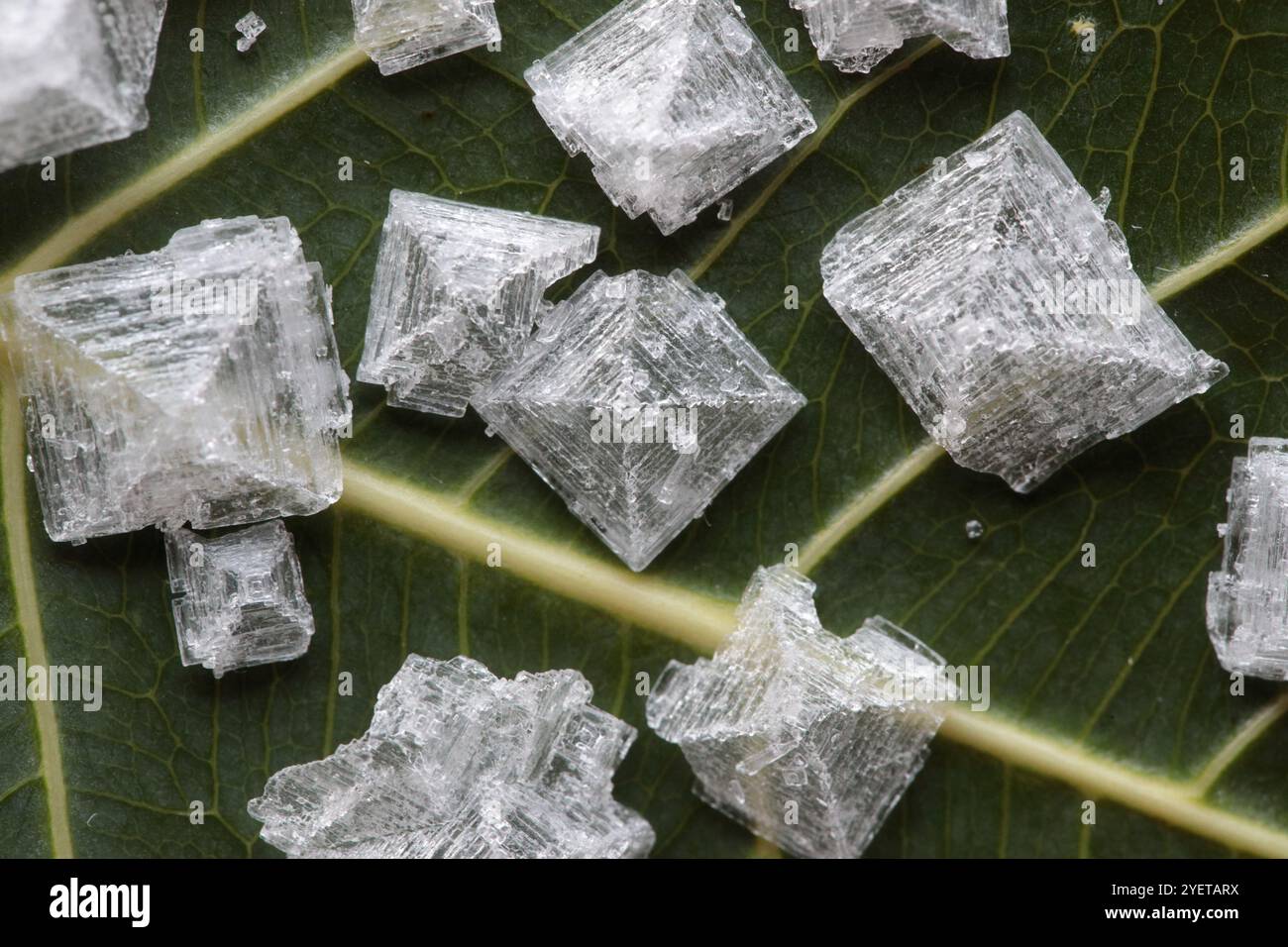 Crystals of sodium chloride hi-res stock photography and images - Alamy