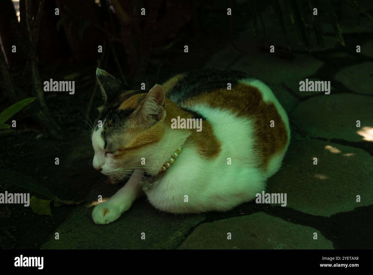 A calico cat with a pearl collar lies on a stone path, looking away ...