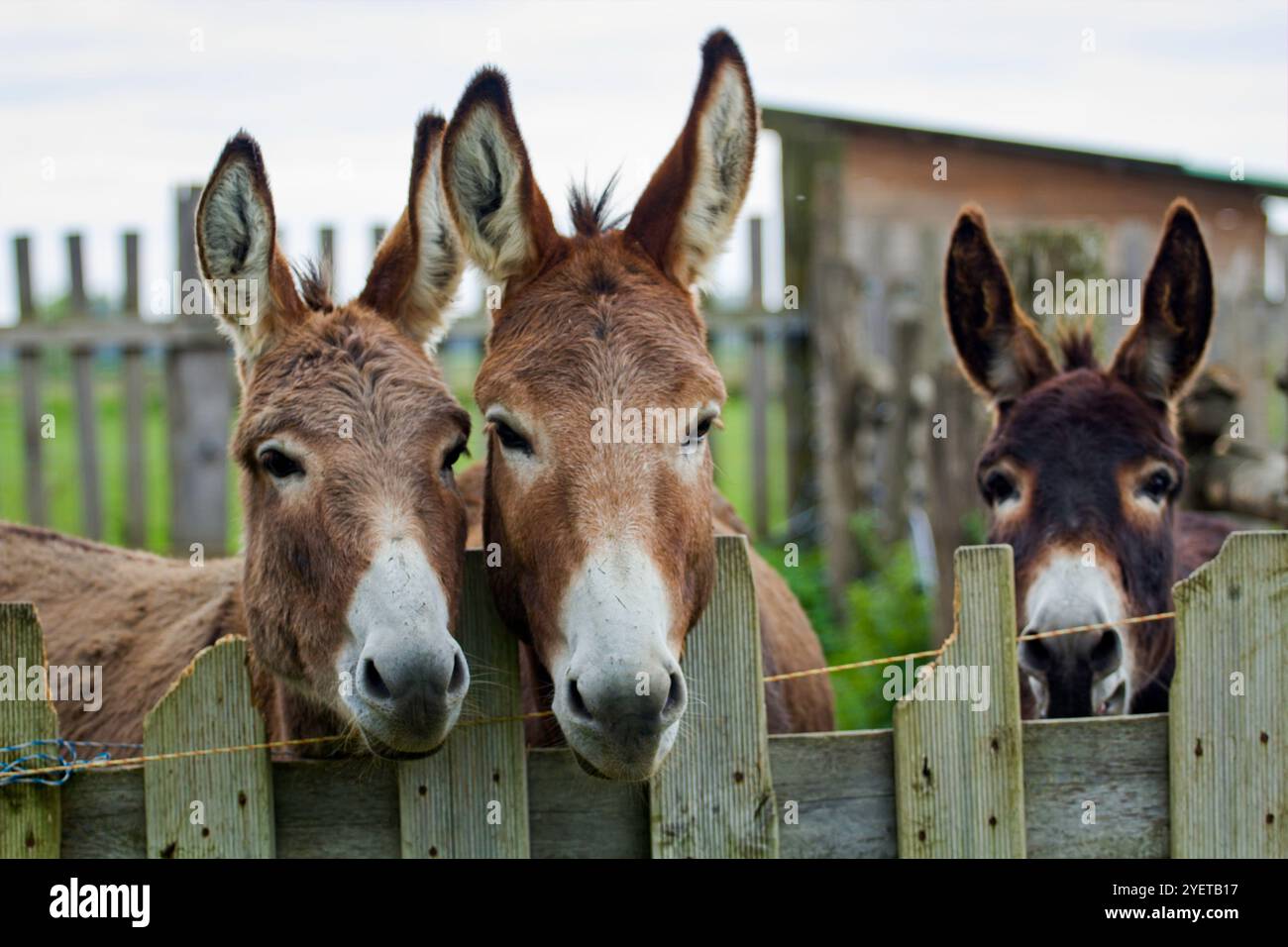 Three donkeys looking through a fence Stock Photo - Alamy