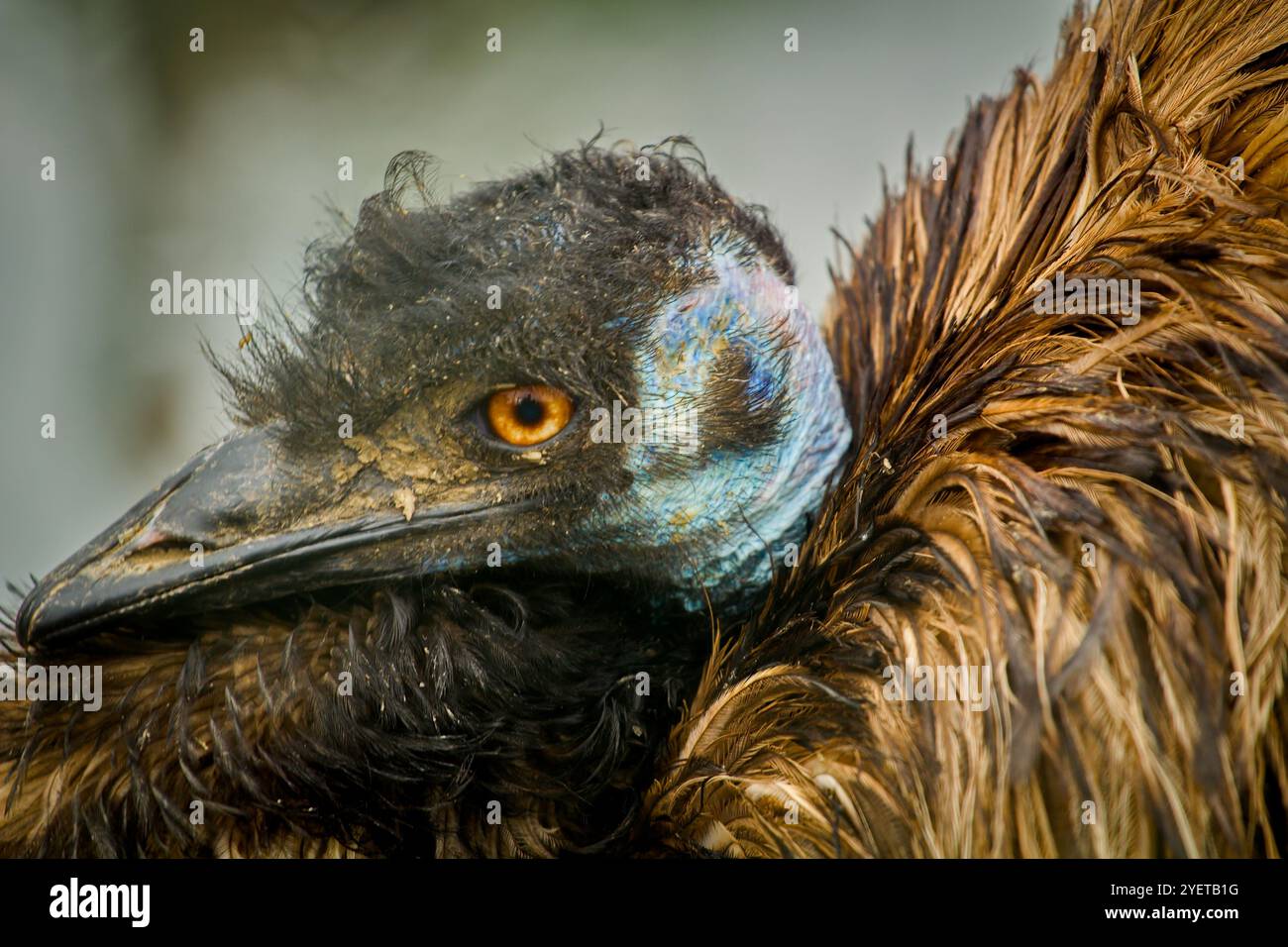 Portrait of an adult emu Stock Photo - Alamy