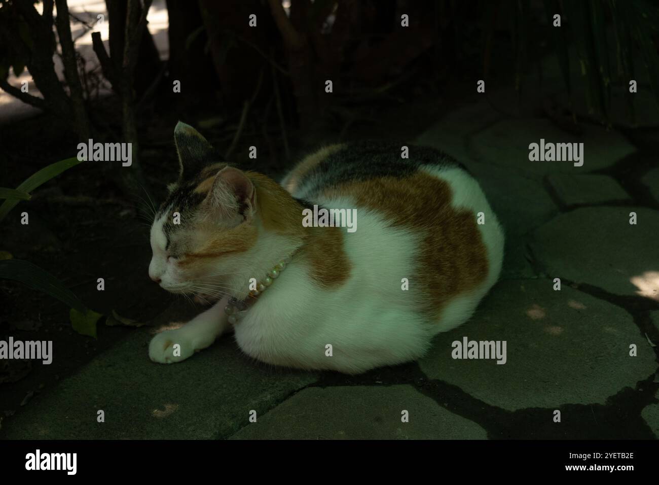 A calico cat with a pearl collar lies on a stone path, looking away ...