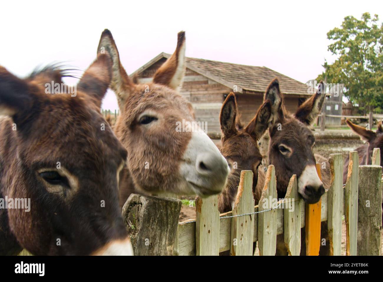 Donkeys looking through a fence Stock Photo - Alamy