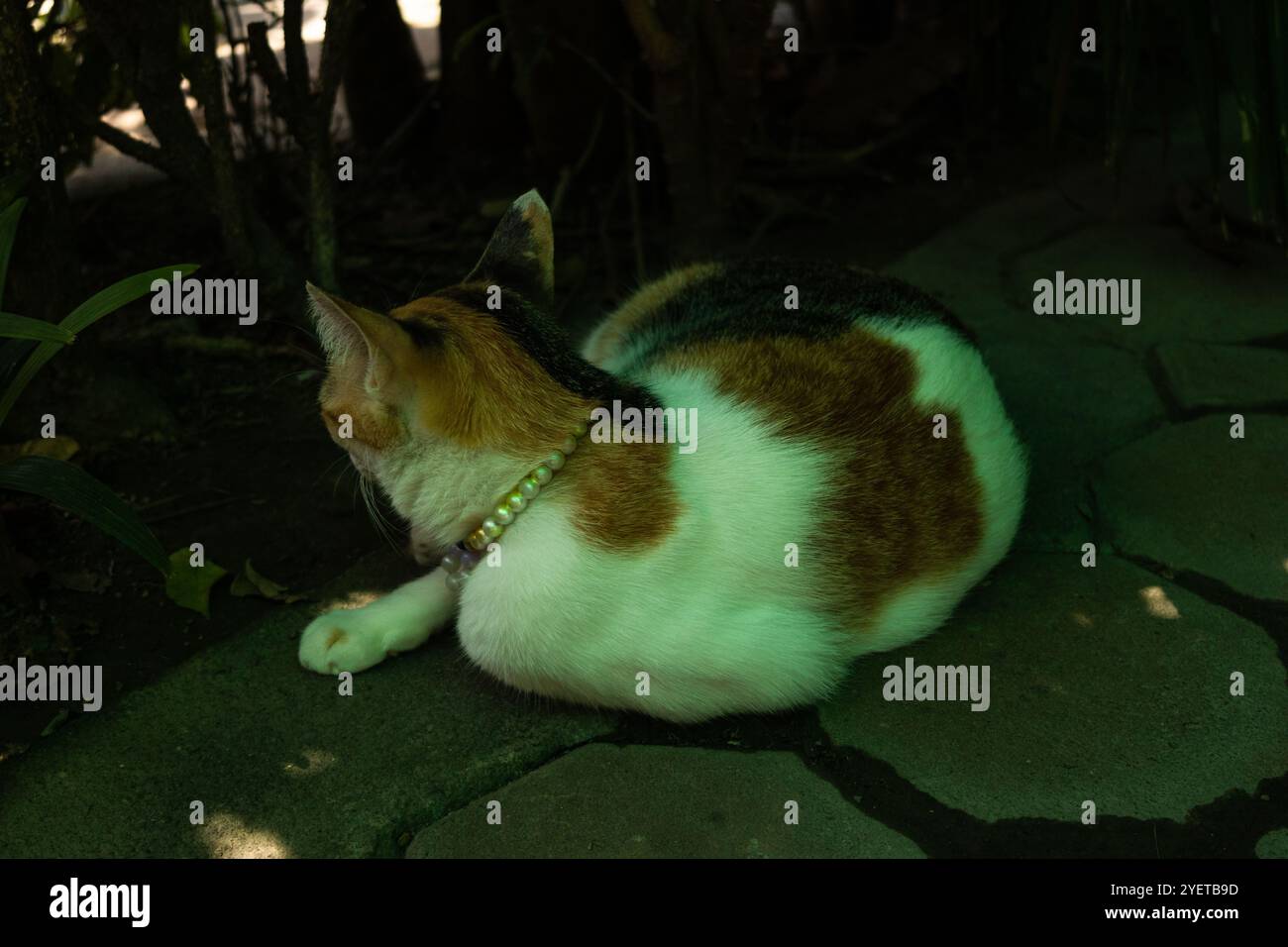 A calico cat with a pearl collar lies on a stone path, looking away ...