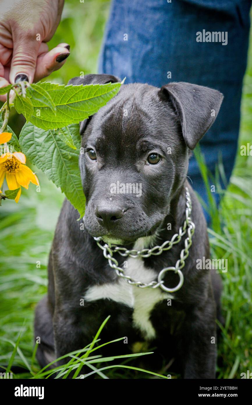 American bully staffordshire terrier cross hi-res stock photography and ...