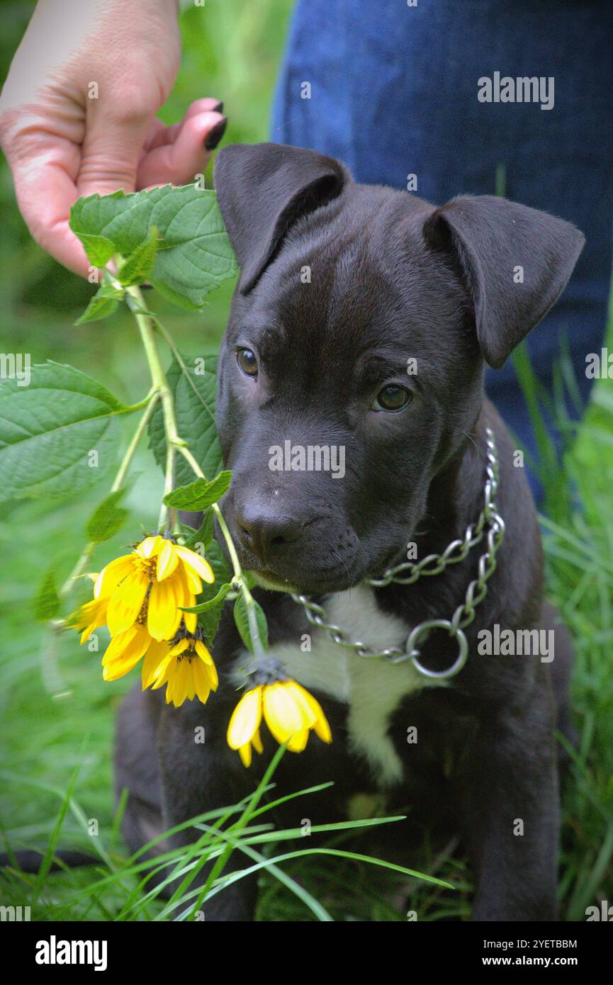 Cute friendly black bully breed cross puppy Stock Photo - Alamy