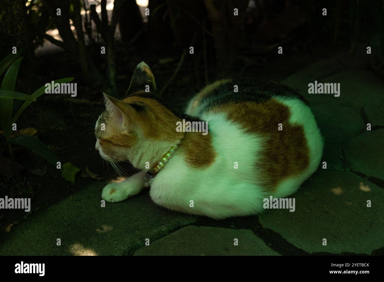 A calico cat with a pearl collar lies on a stone path, looking away ...