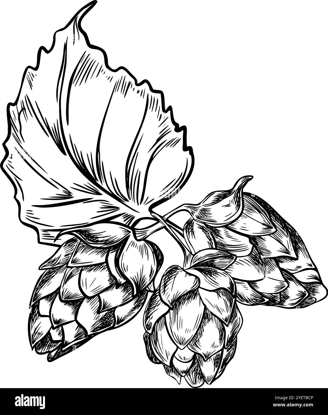 Bunch of hops cones and leaf black white graphic vector illustration ...