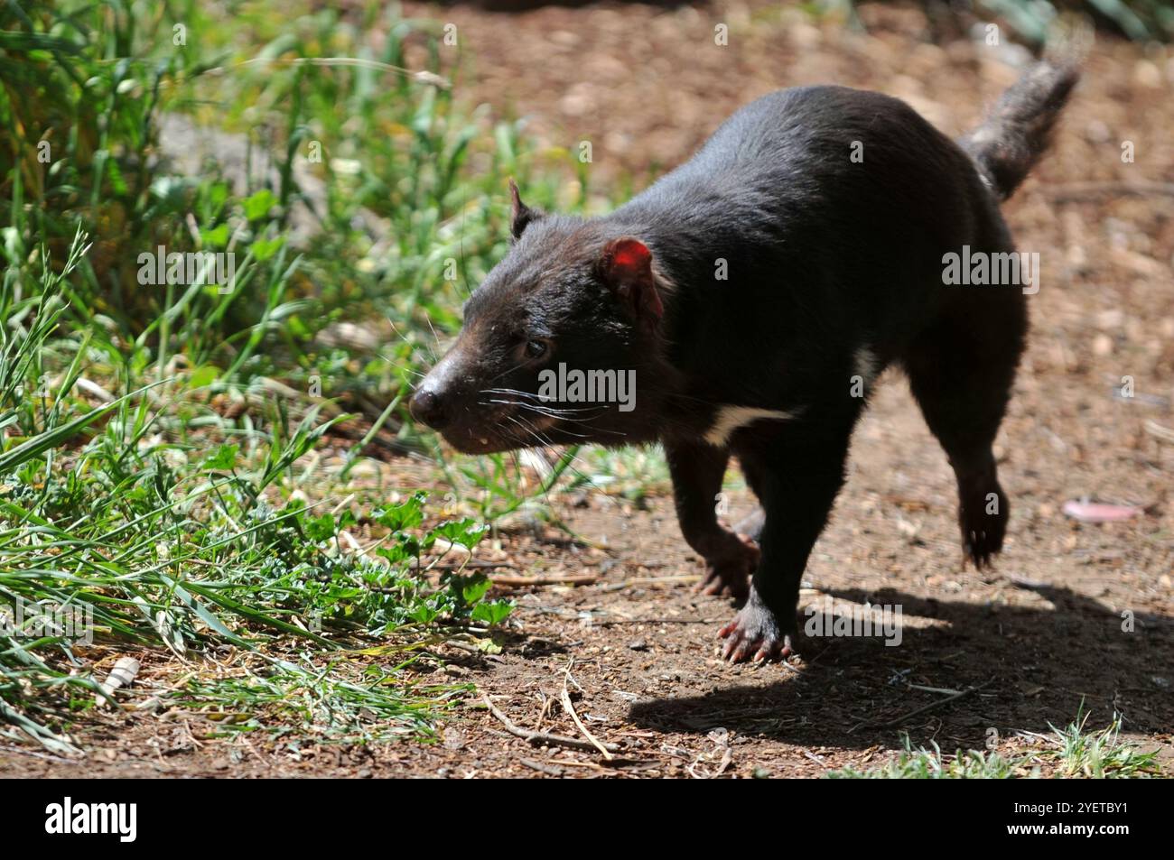 Hobart, Australia. 1st Nov, 2024. A Tasmanian devil is seen at Zoodoo ...