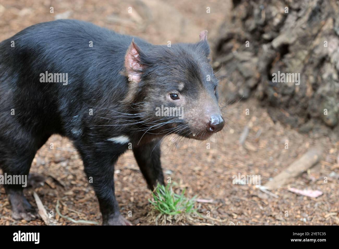 Hobart, Australia. 1st Nov, 2024. A Tasmanian devil is seen at Zoodoo ...
