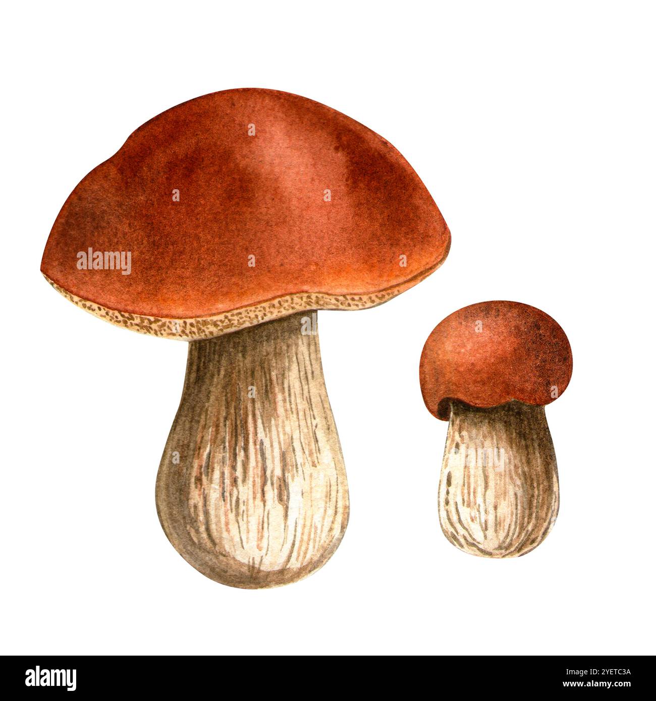 Bolete mushrooms set. Porcini botanical watercolor illustration ...