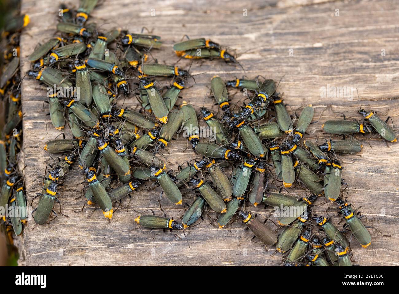 A swarm of plague soldier beetles, Chauliognathus lugubris, also known ...