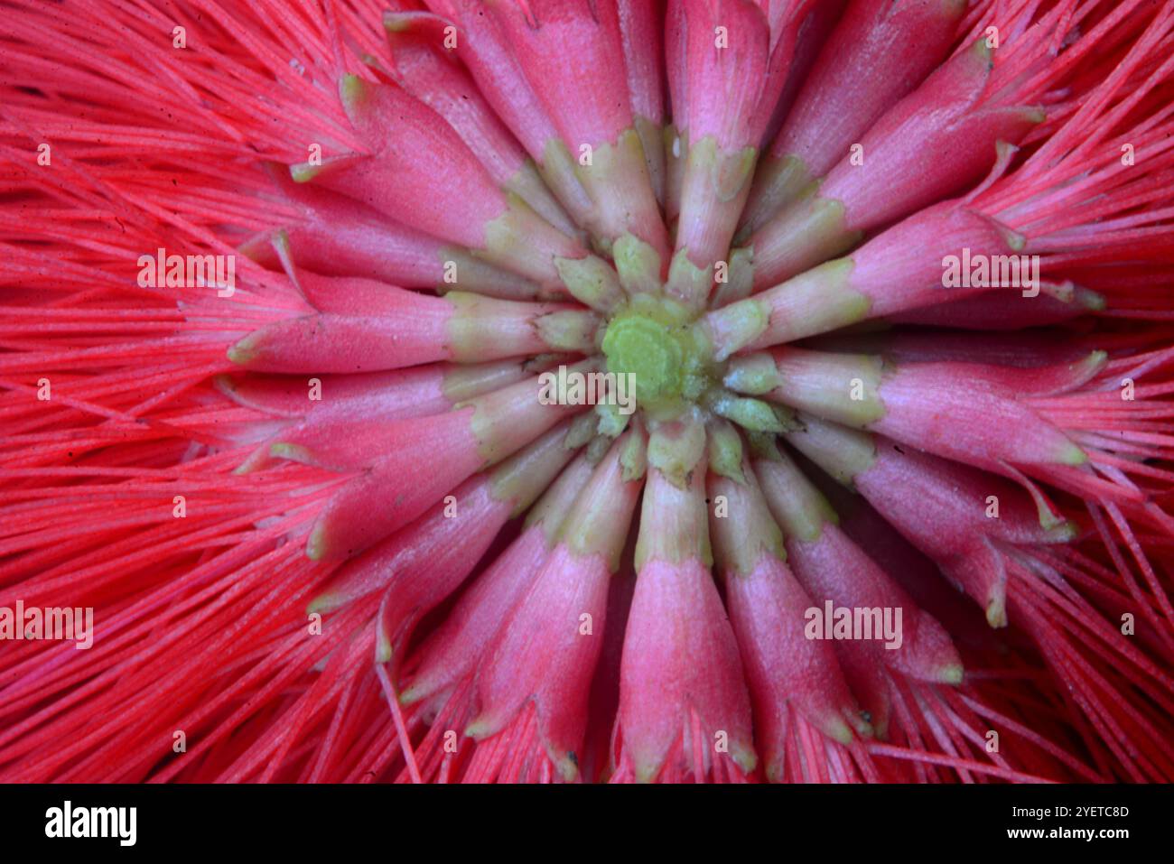 Calliandra haematocephala red puff flower hi-res stock photography and ...