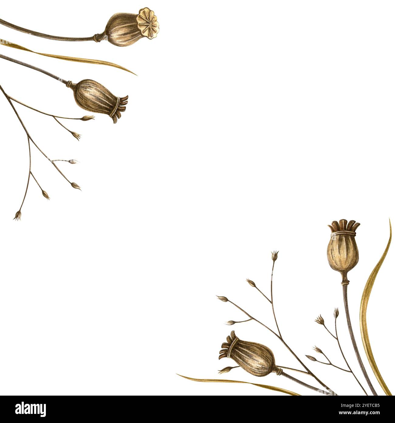 Poppy bulbs frame. Elegant botanical square vignette with white ...