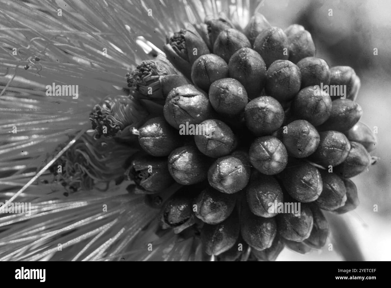 Powderpuff-tree fruits ( Calliandra haematocephala ) - Kampala Uganda ...