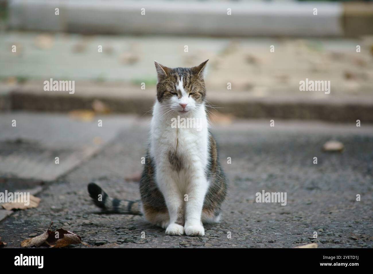 Larry, the Downing Street cat and Chief Mouser, in Downing Street ...