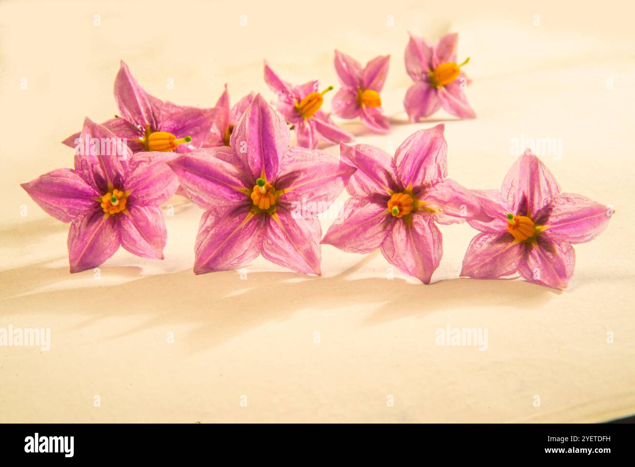 Eggplant flower ( Solanum melongena ) - Kampala Uganda Stock Photo - Alamy