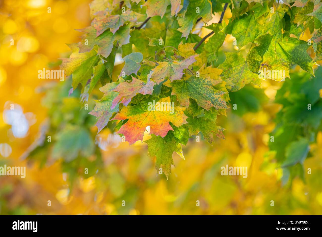 Maple leaves change color hi-res stock photography and images - Alamy