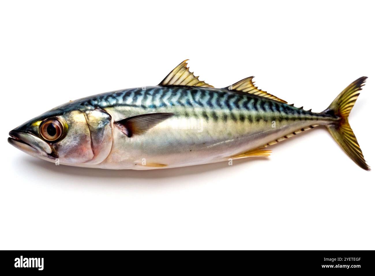 Fresh atlantic mackerel fish, isolated on white background Stock Photo ...