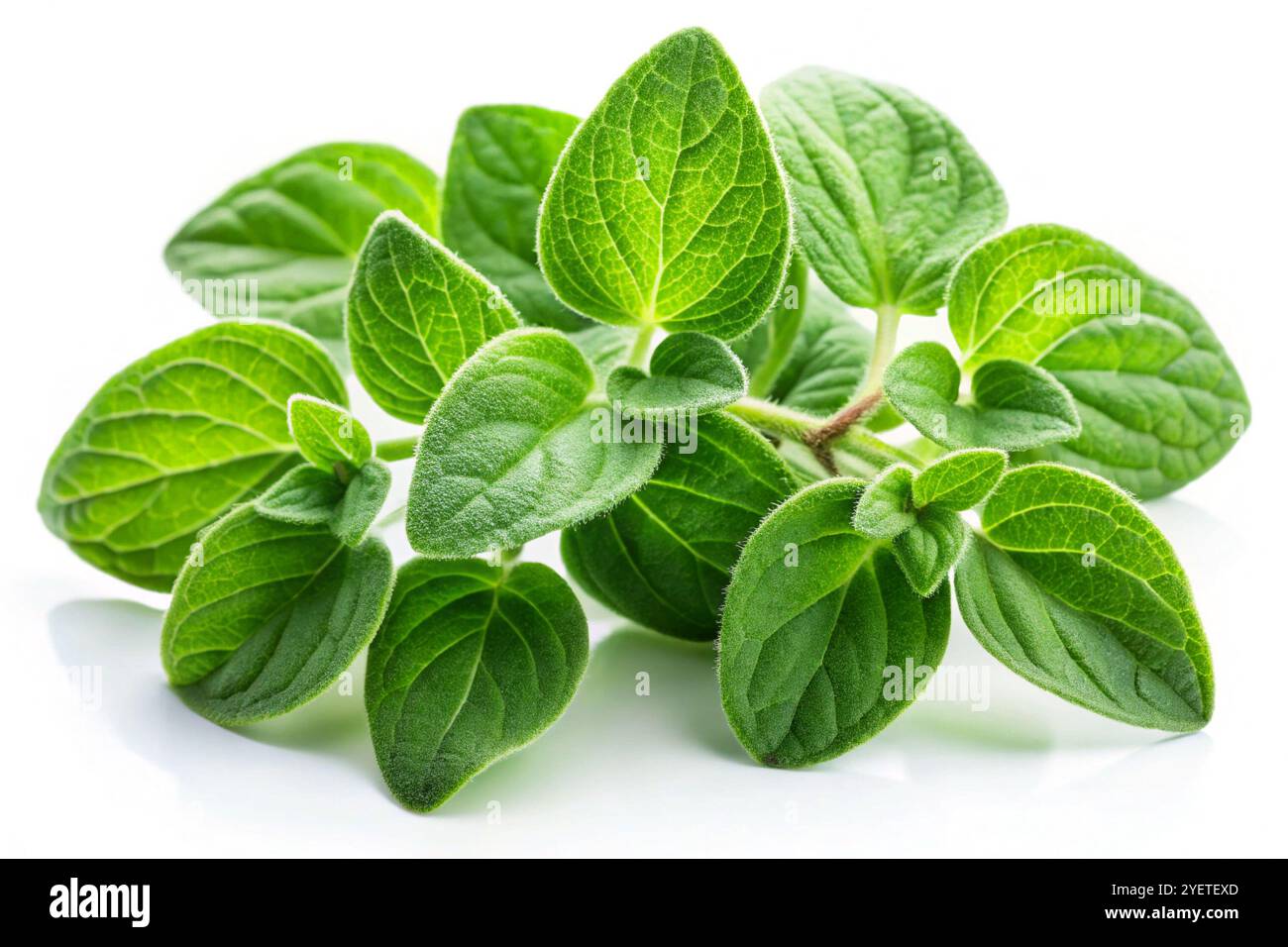 Green oregano leaves, isolated on white background Stock Photo - Alamy