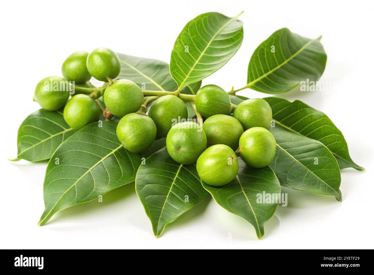 Herbal terminalia arjuna fruits with leaves, isolated on white ...