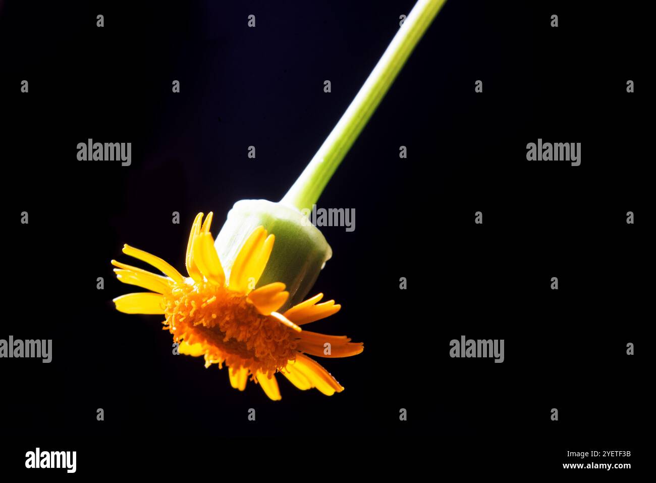 Emilia discifolia flower - Kampala Uganda Stock Photo - Alamy