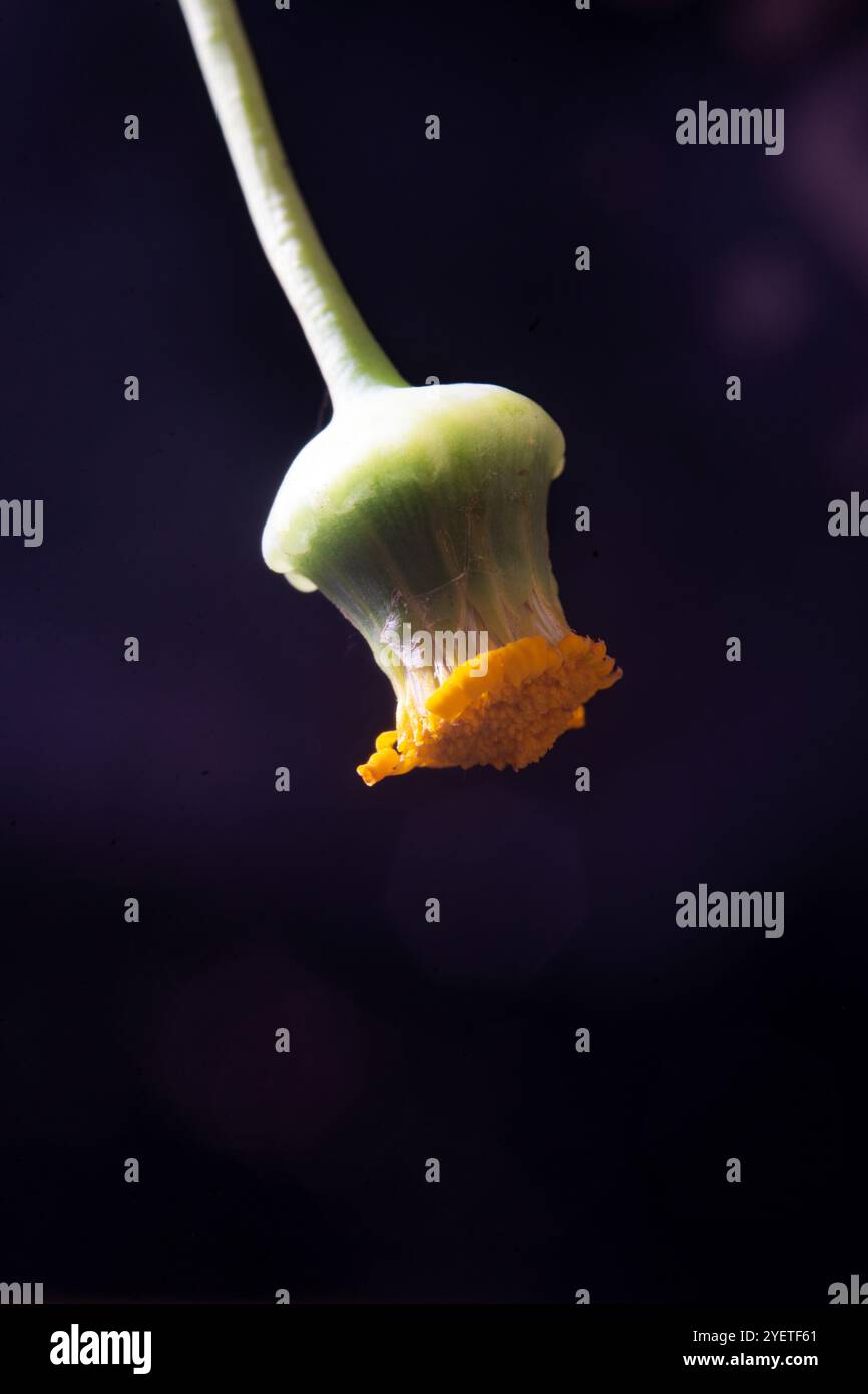 Emilia discifolia flower - Kampala Uganda Stock Photo - Alamy