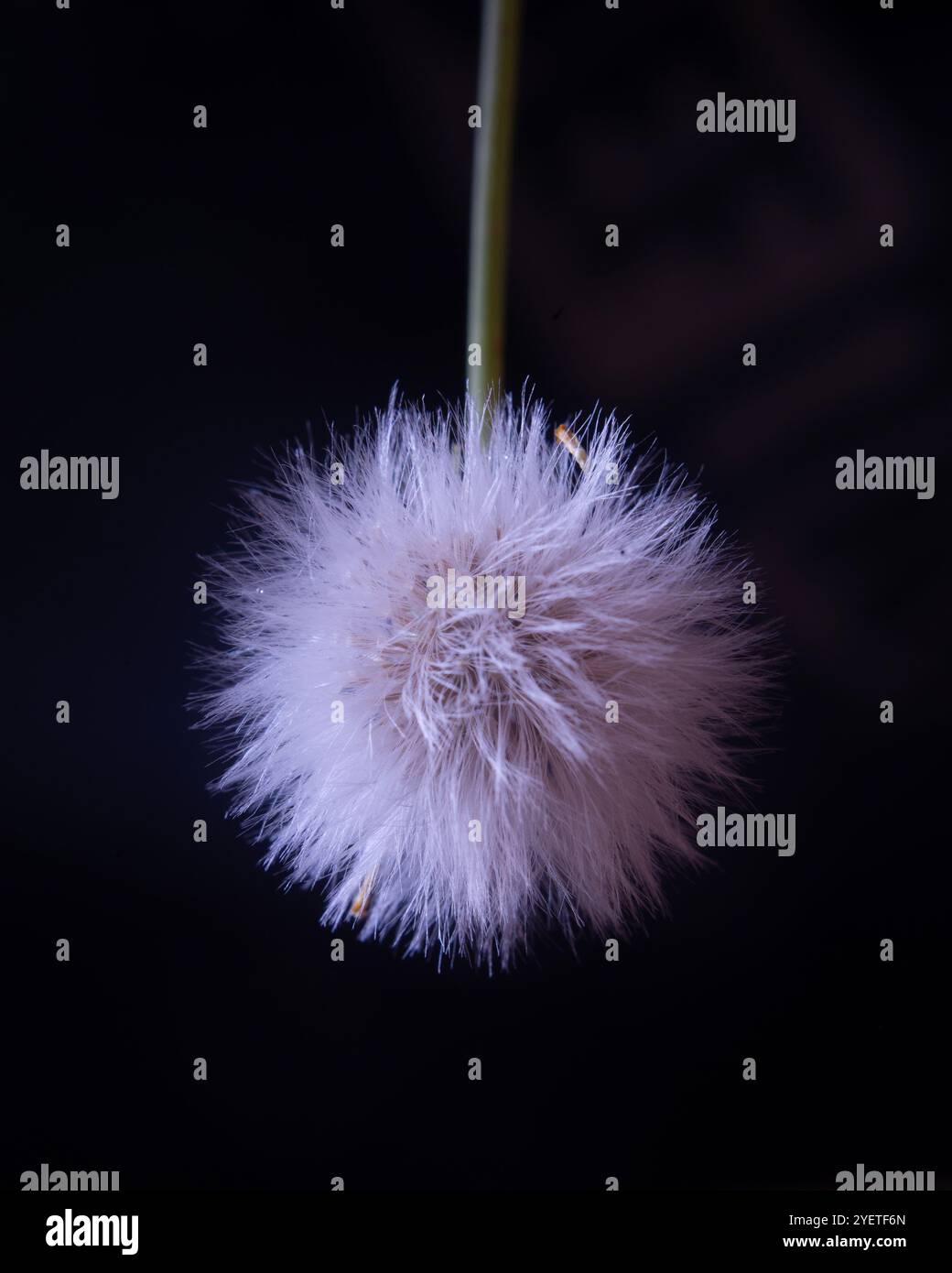 Emilia discifolia flower hi-res stock photography and images - Alamy