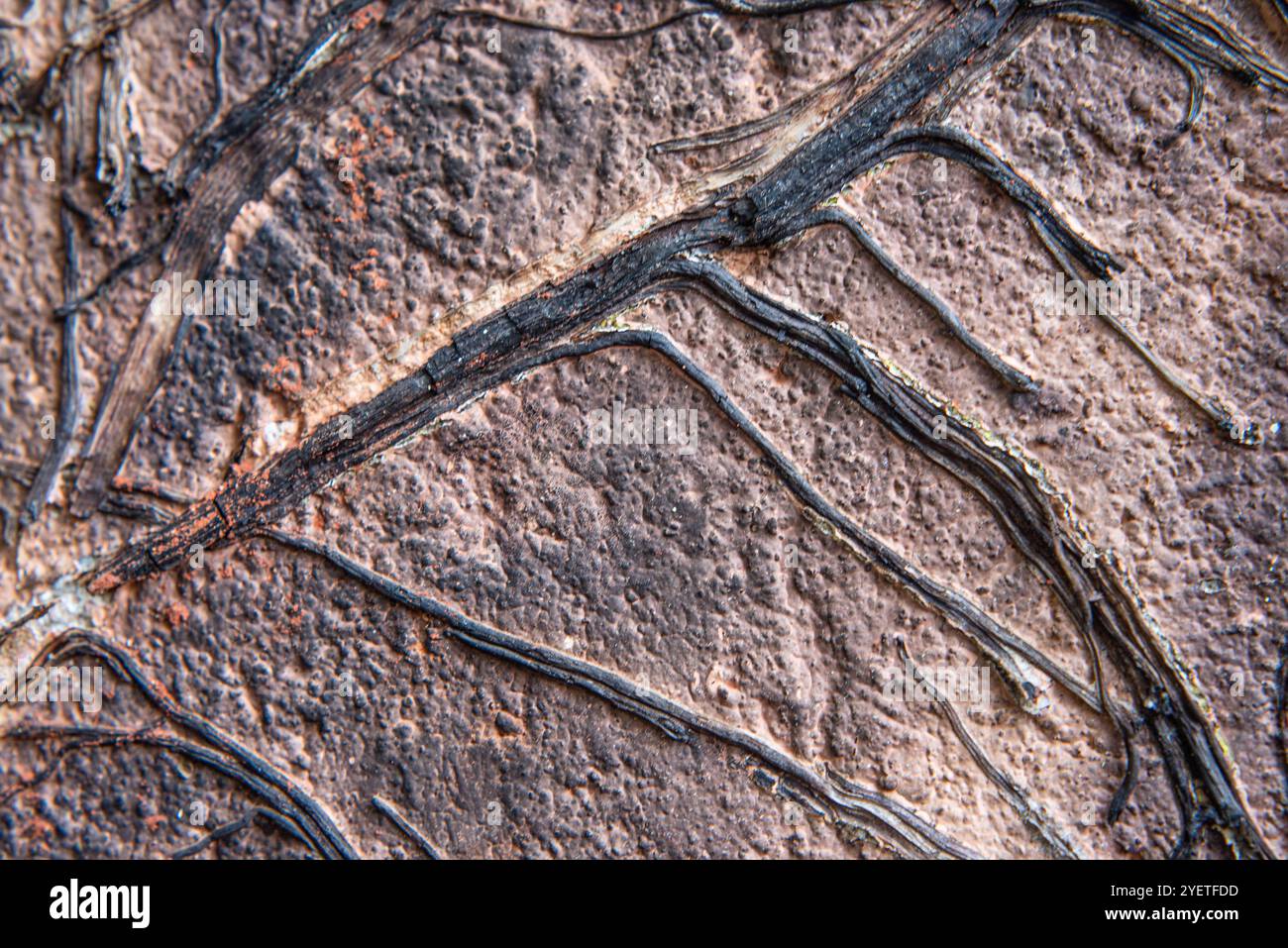 Plant fossil patterns Stock Photo - Alamy