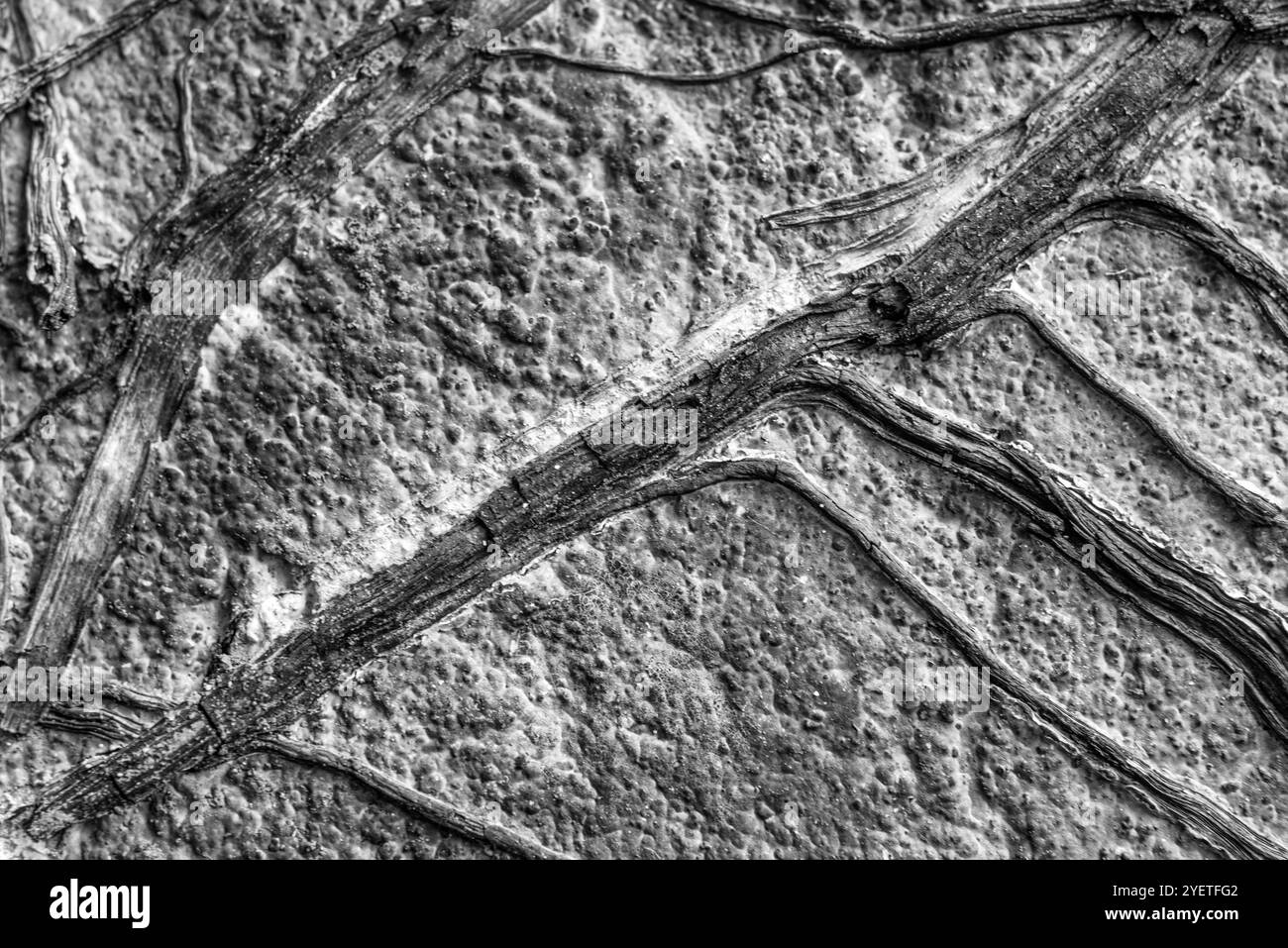Fossil in nature Black and White Stock Photos & Images - Alamy