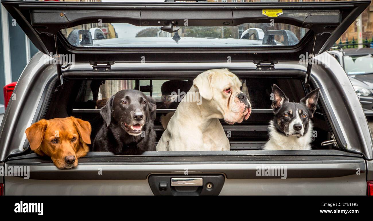 Dogs patiently waiting for owner hi-res stock photography and images ...