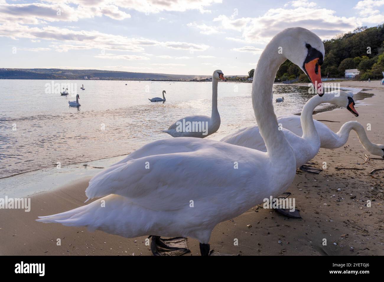 Swam photographs hi-res stock photography and images - Alamy