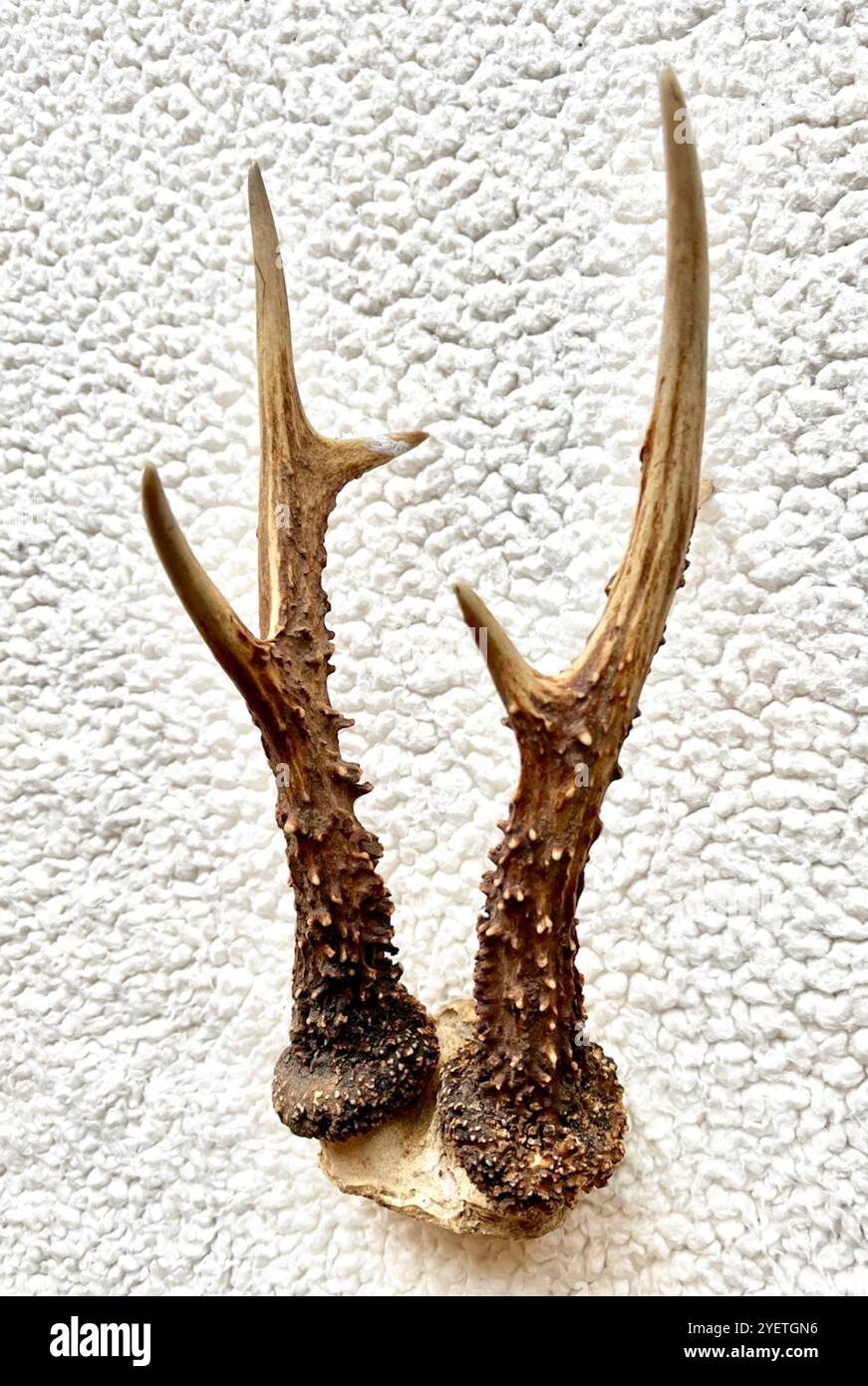 The antlers of the Roe Deer (Capreolus capreolus Stock Photo - Alamy