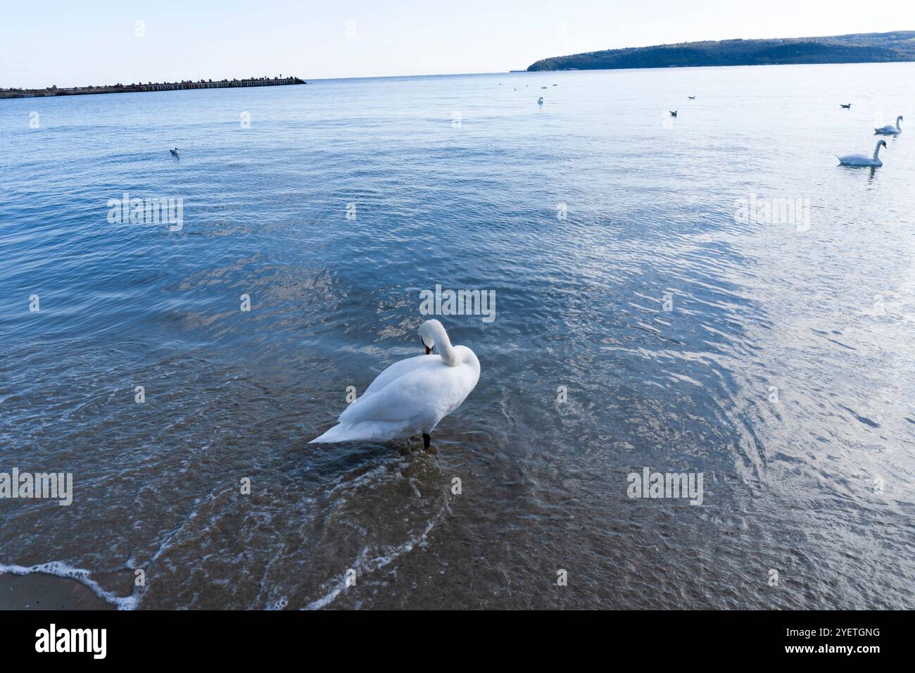 Swam photographs hi-res stock photography and images - Alamy