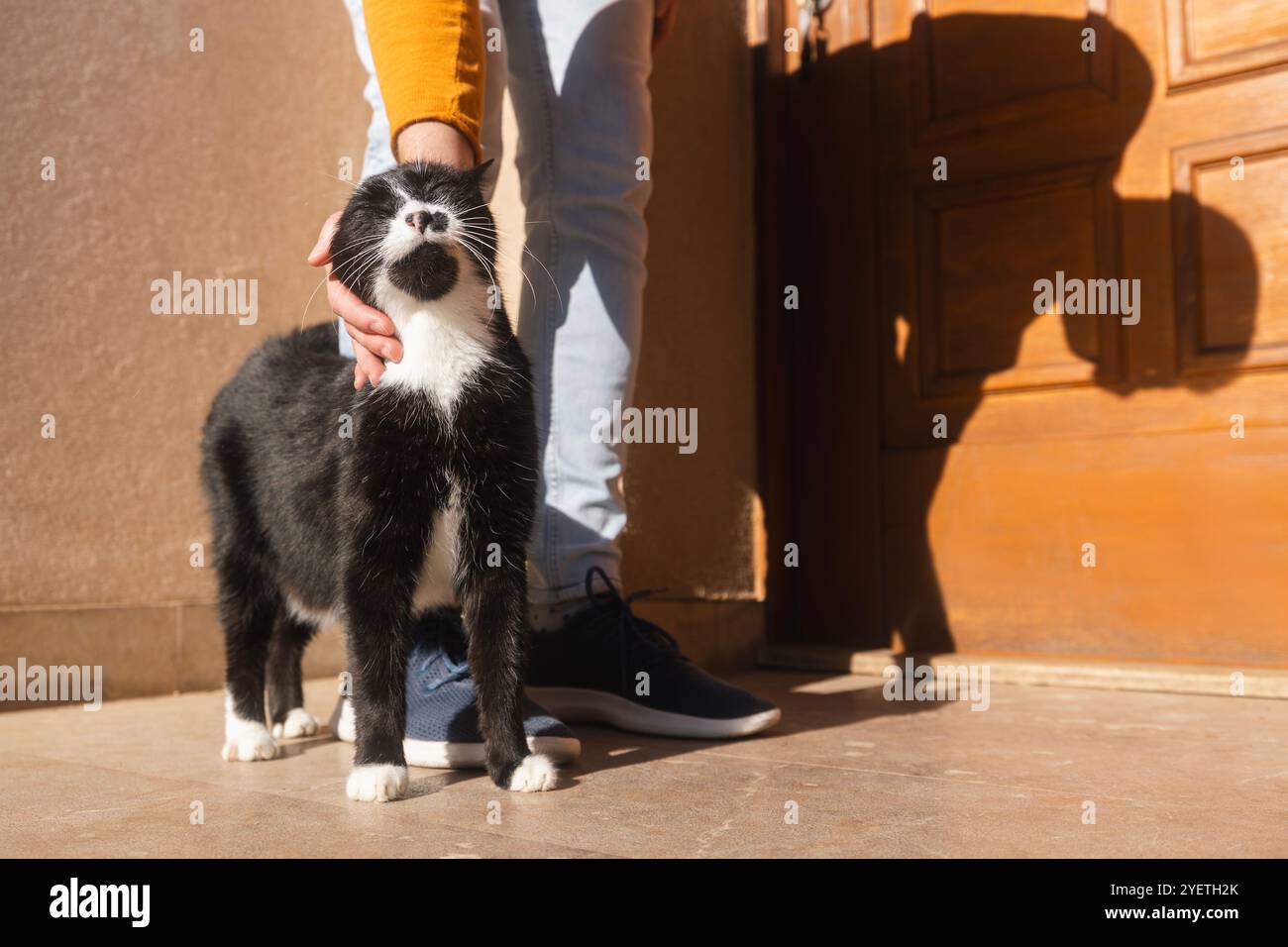 Loyal cat greets its owner at front door of home. Man stroking his ...