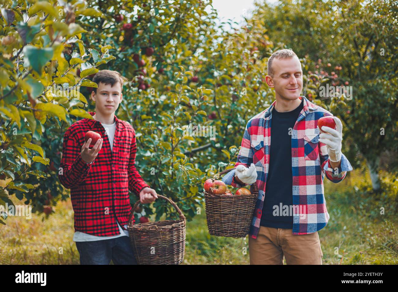 Happy male farmer picking ripe apples in orchard during autumn harvest ...