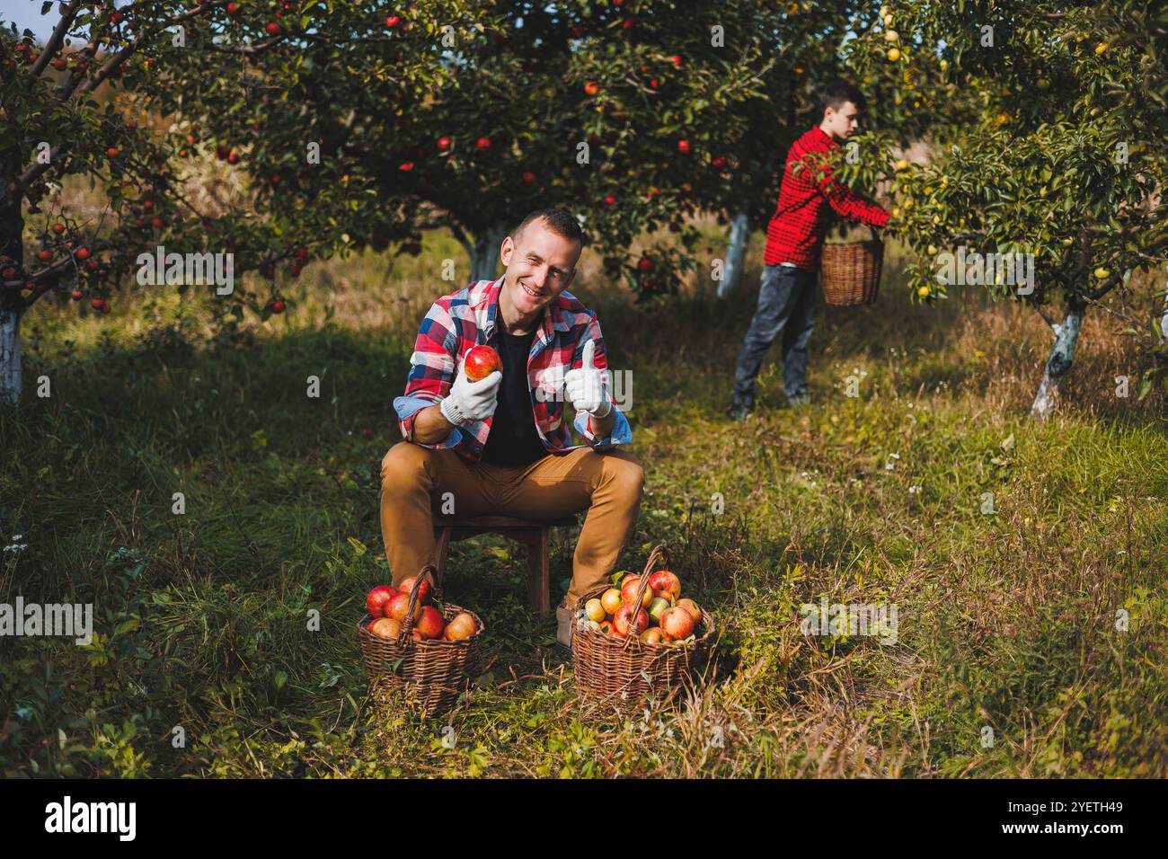Happy male farmer picking ripe apples in orchard during autumn harvest ...